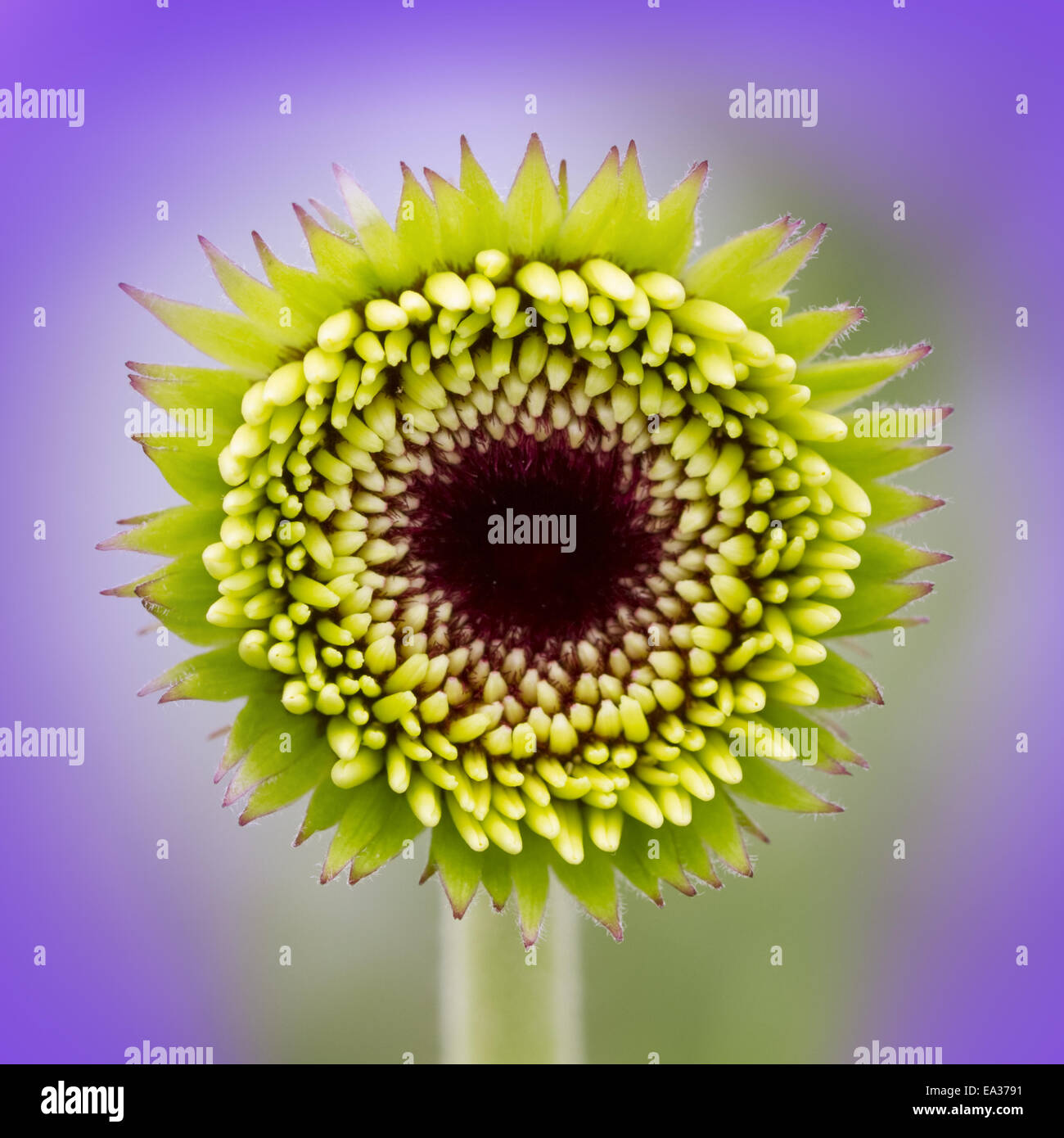 Lila gerbera hi-res stock photography and images - Alamy