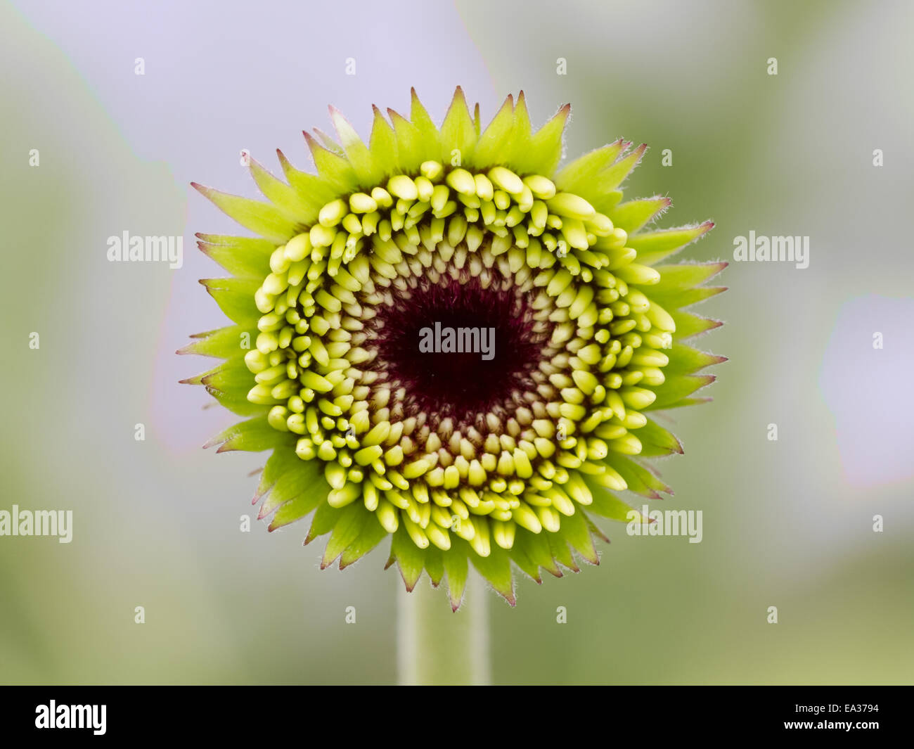 opening gerbera bud Stock Photo - Alamy