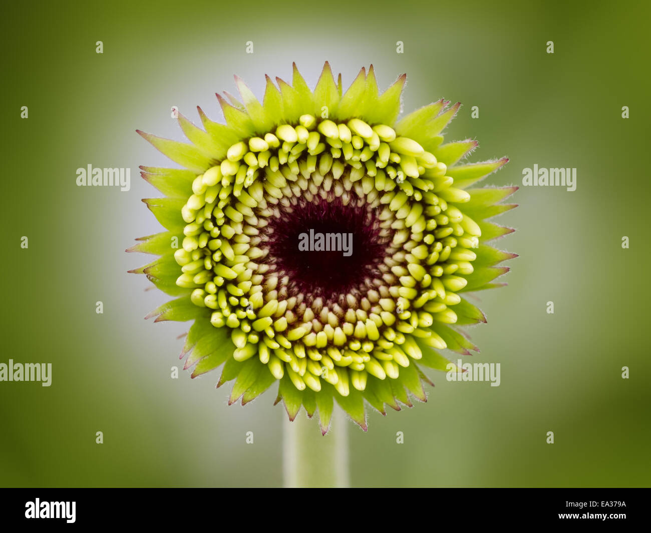 opening gerbera bud Stock Photo - Alamy