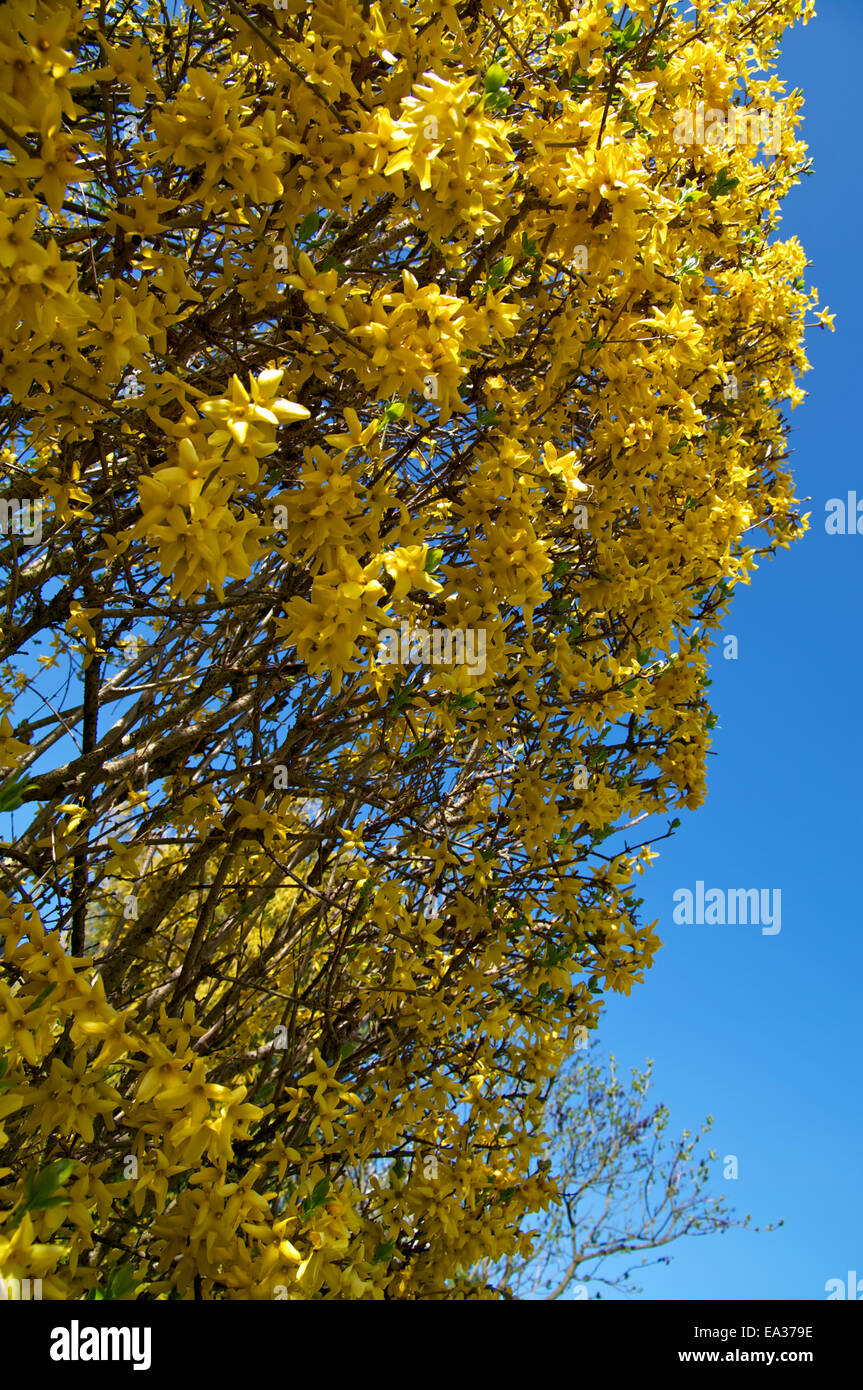 Spring feeling nature Stock Photo - Alamy