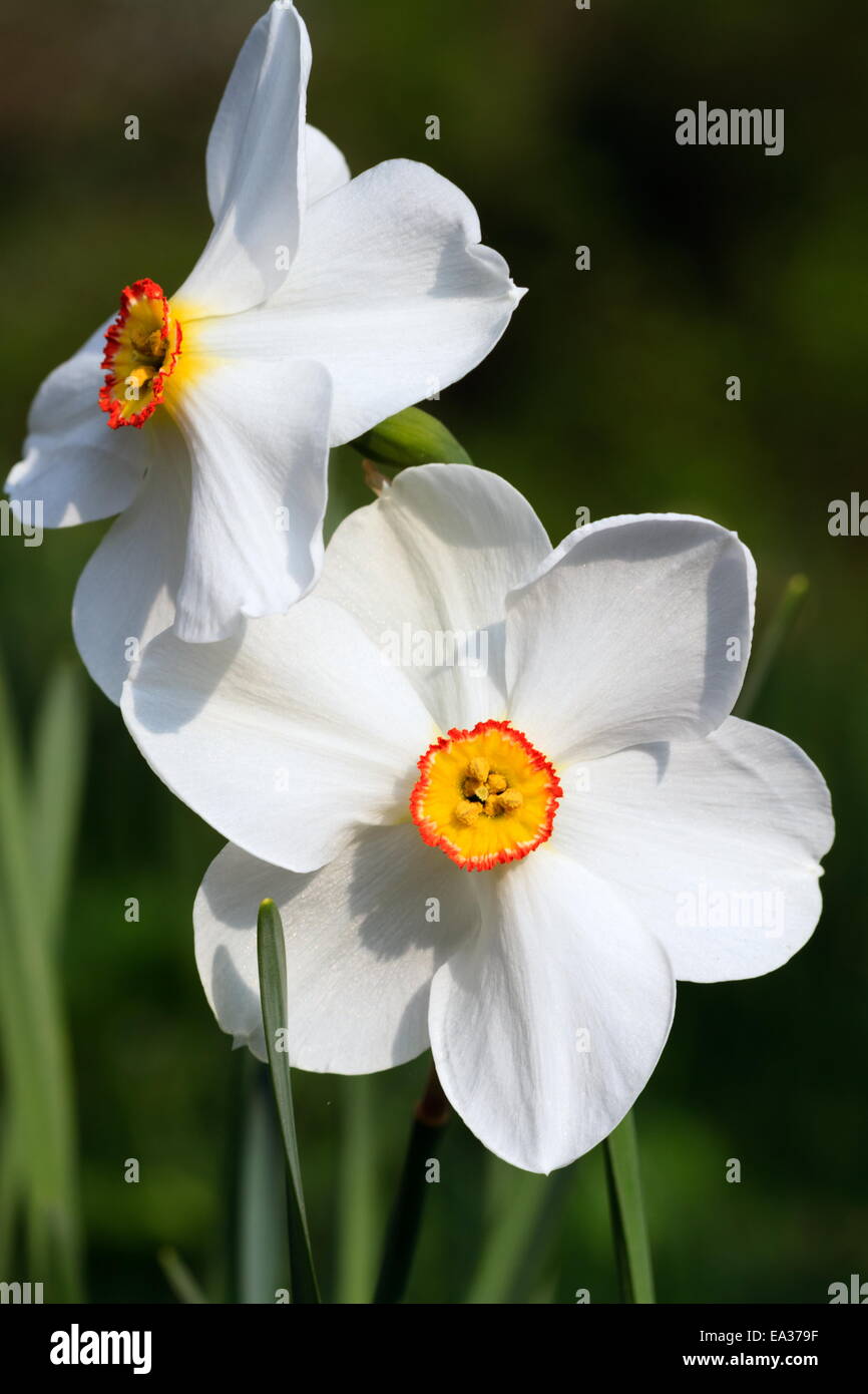 Narzissen wiesen hi-res stock photography and images - Alamy