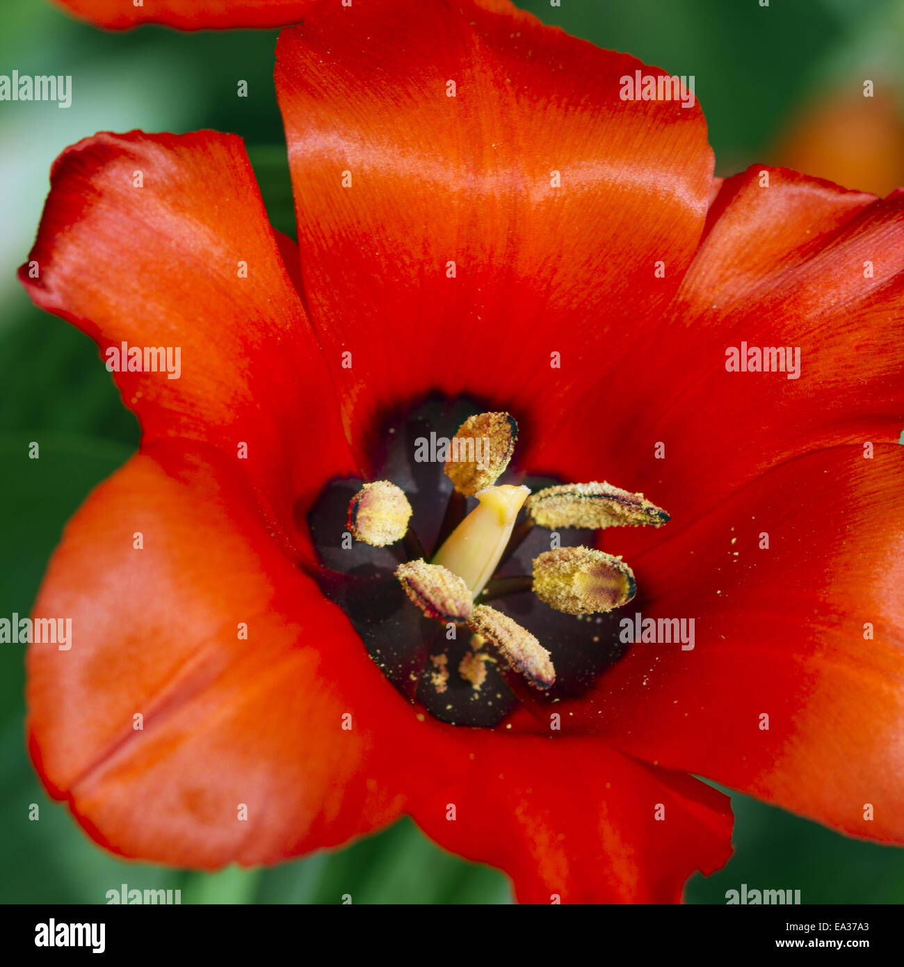 Ruby coloured flowers hi-res stock photography and images - Alamy