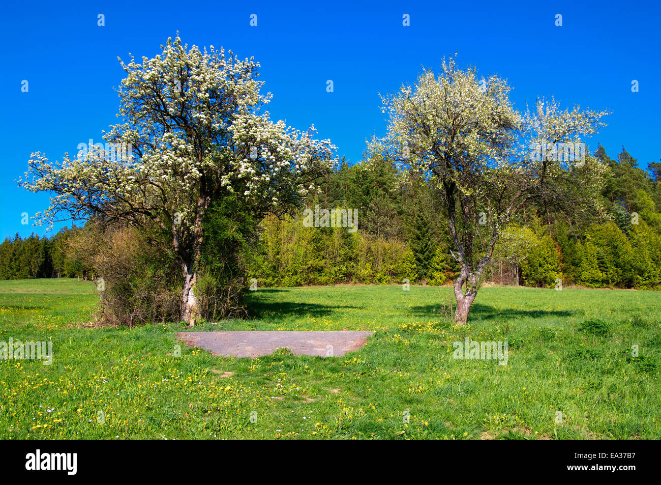 Spring in black forest Stock Photo - Alamy