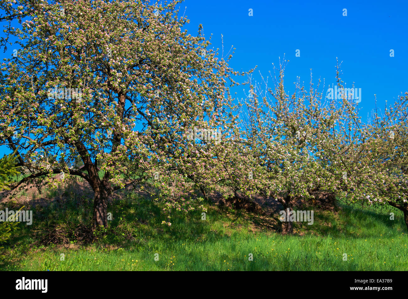 Spring in black forest Stock Photo - Alamy