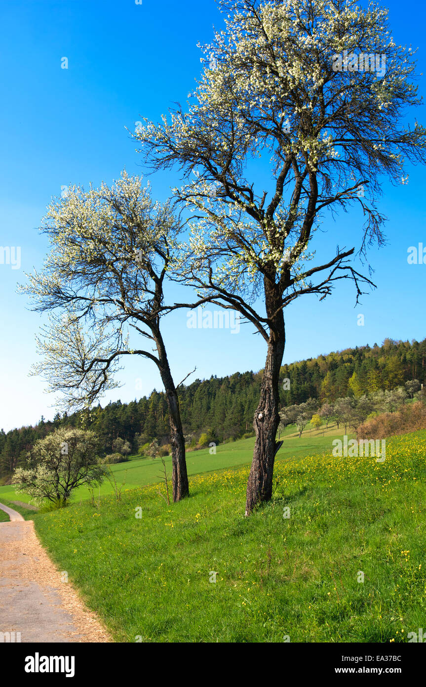 Spring in black forest Stock Photo - Alamy