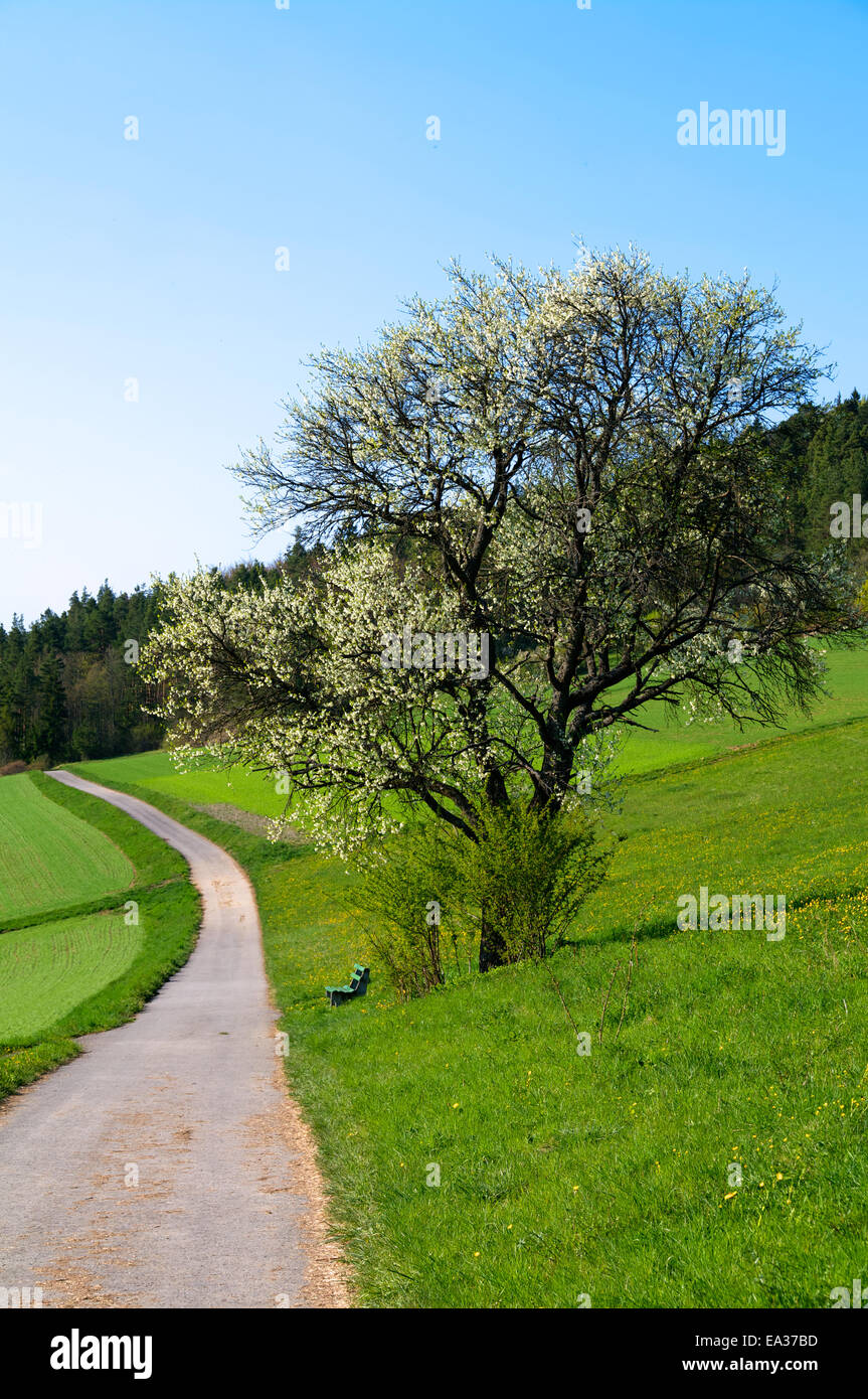 Spring in black forest Stock Photo - Alamy
