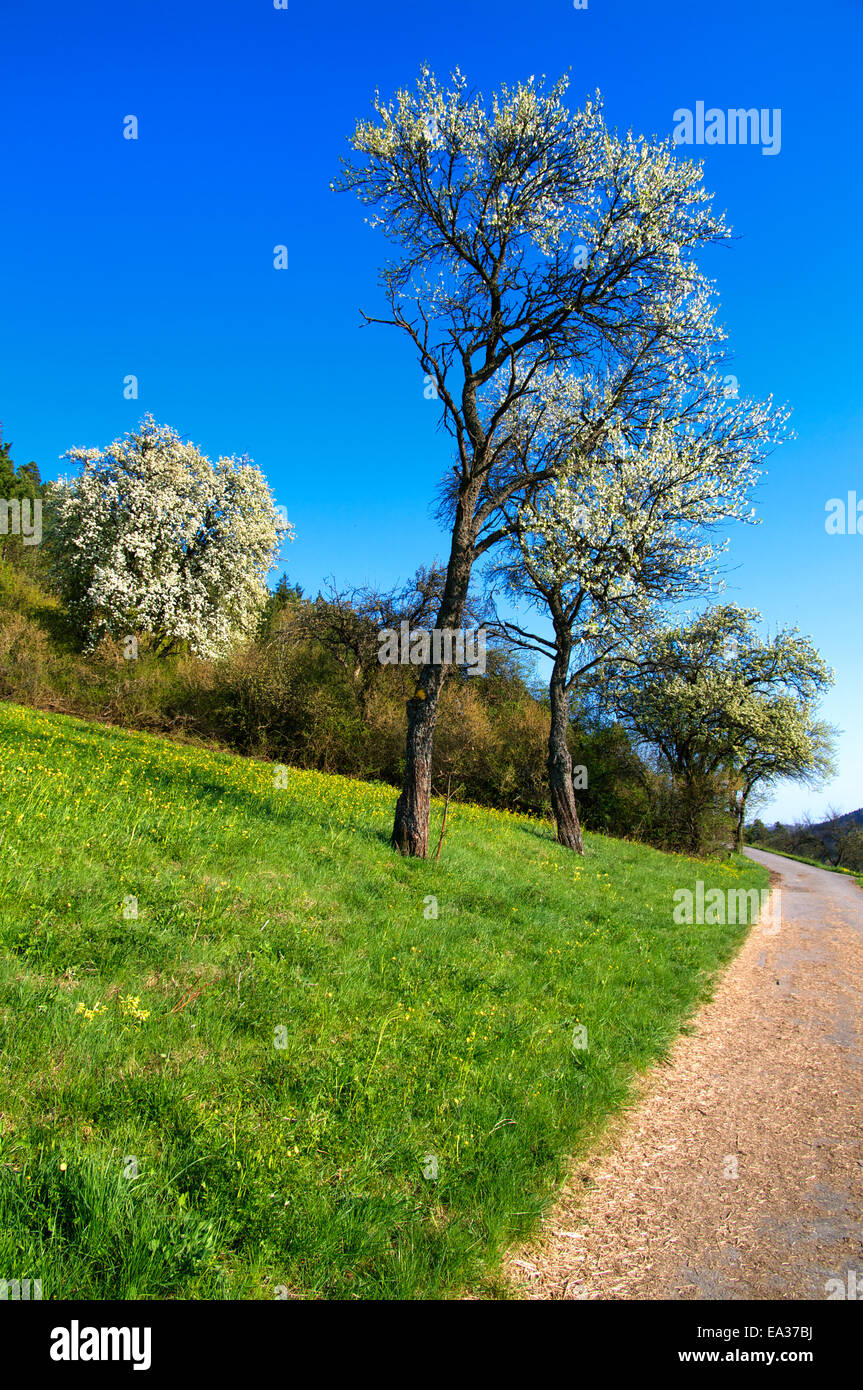 Spring in black forest Stock Photo - Alamy