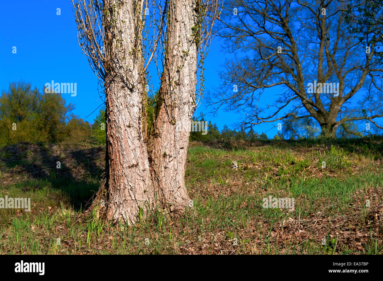 Spring in black forest Stock Photo - Alamy
