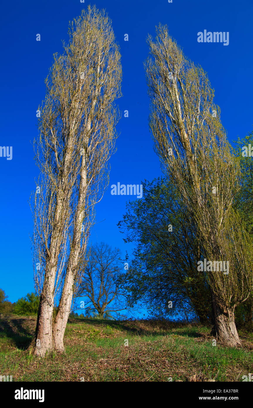 Spring in black forest Stock Photo - Alamy