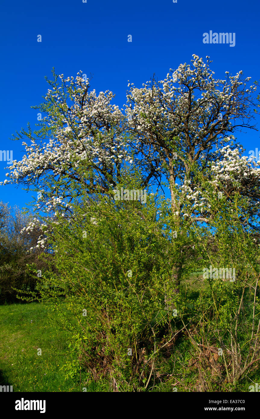Spring in black forest Stock Photo - Alamy