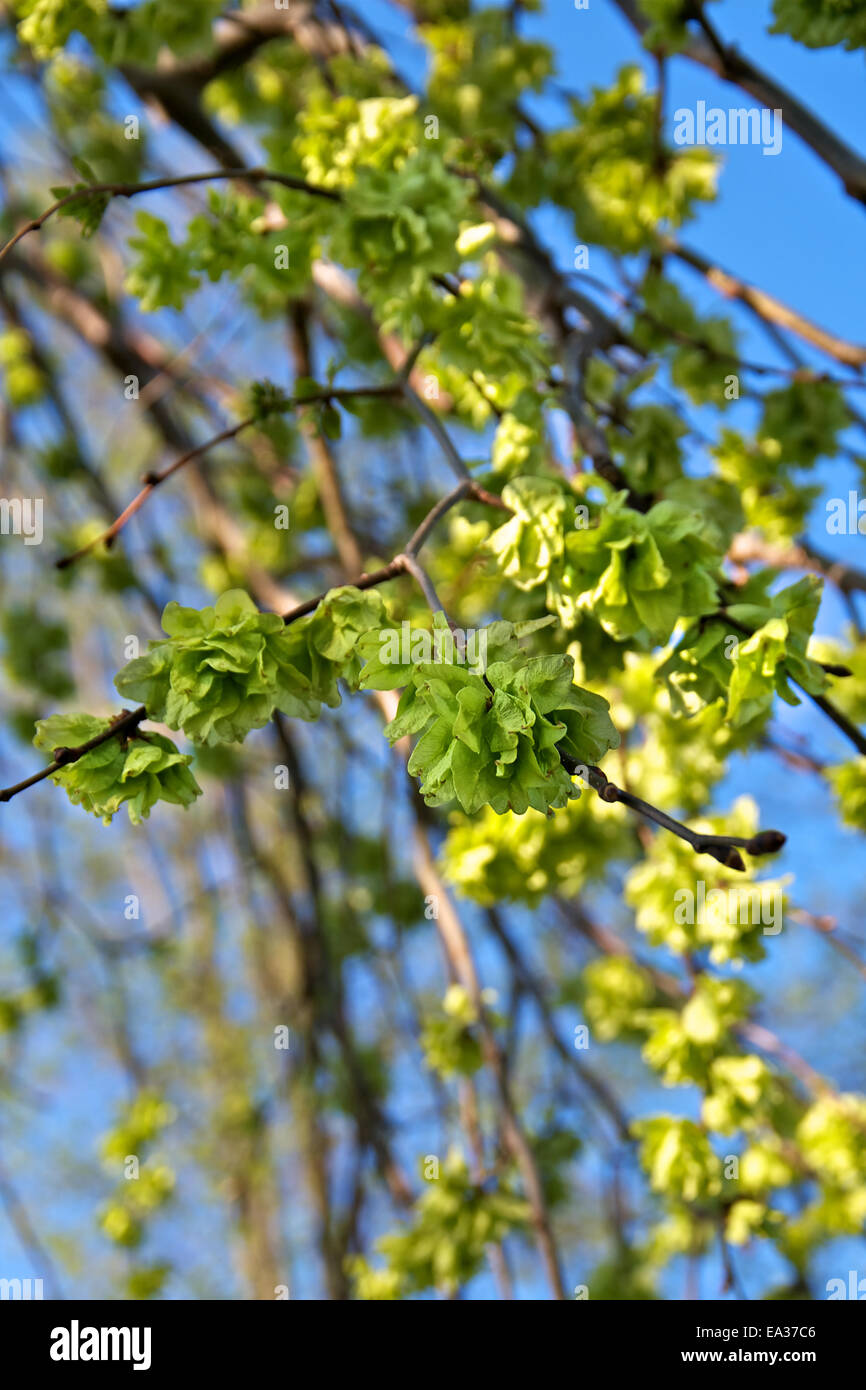 Spring in black forest Stock Photo - Alamy
