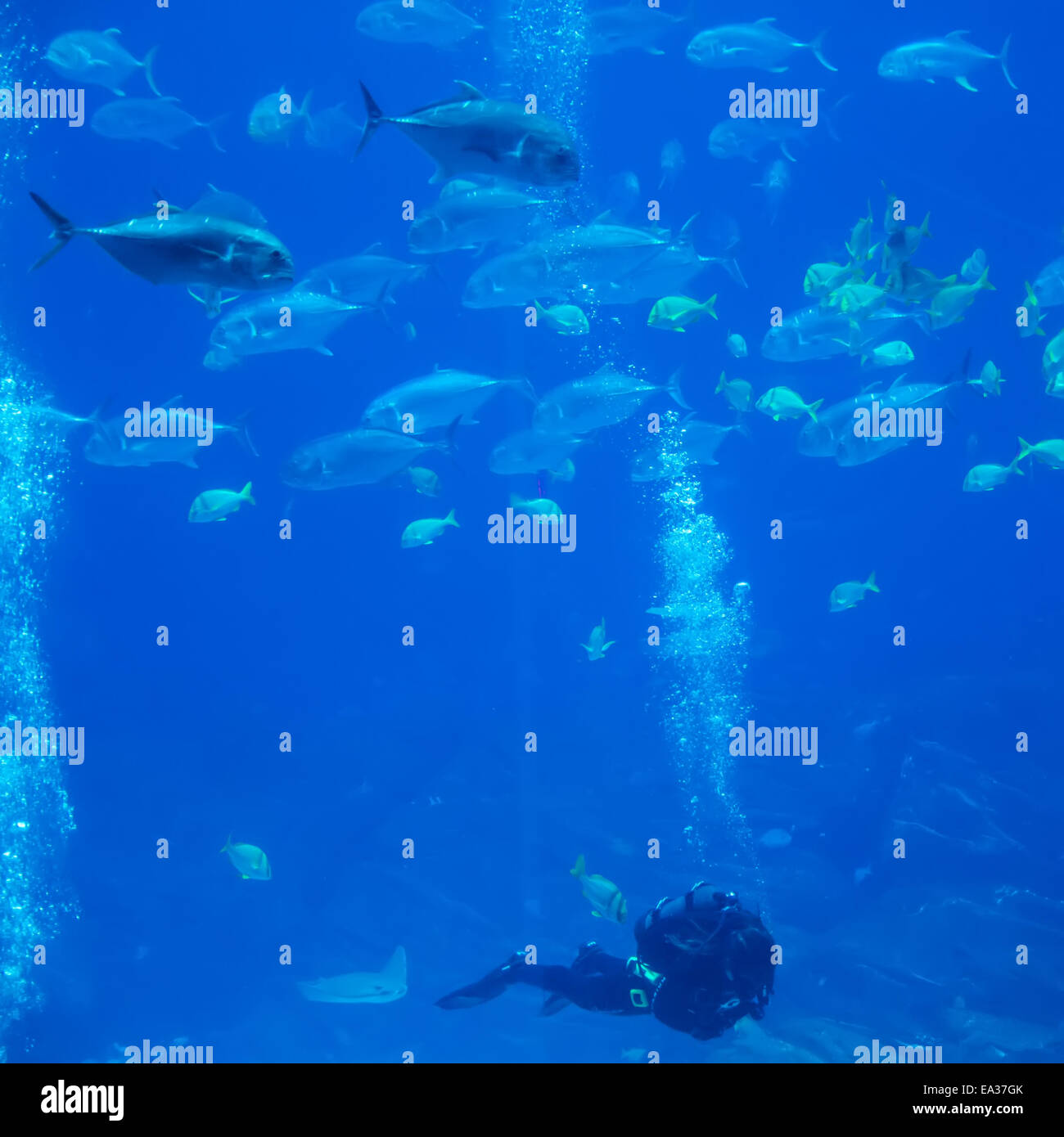 Whale shark and scuba diver hi-res stock photography and images - Alamy