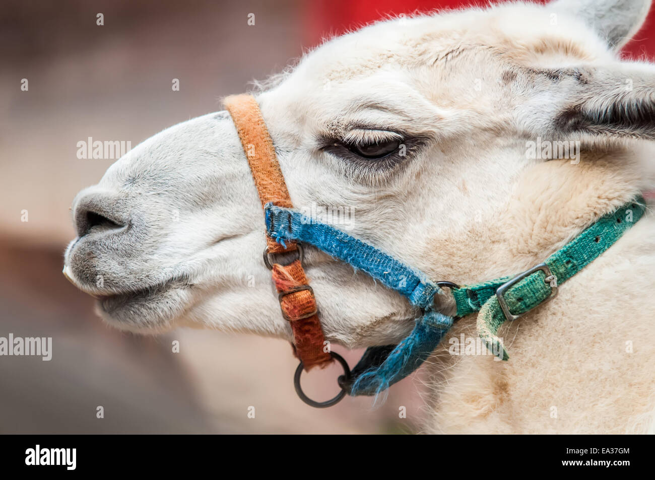 Llama breeding farm hi-res stock photography and images - Alamy