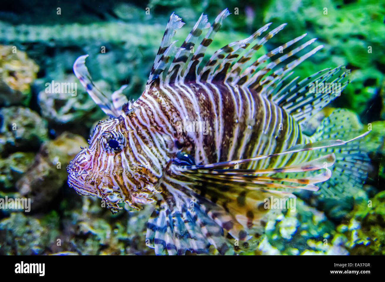 Zebra lion fish hi-res stock photography and images - Alamy