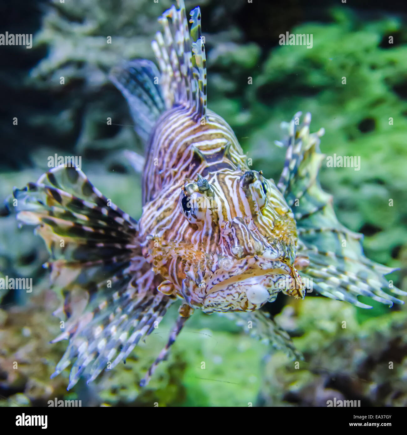 poisonous exotic zebra striped lion fish Stock Photo - Alamy