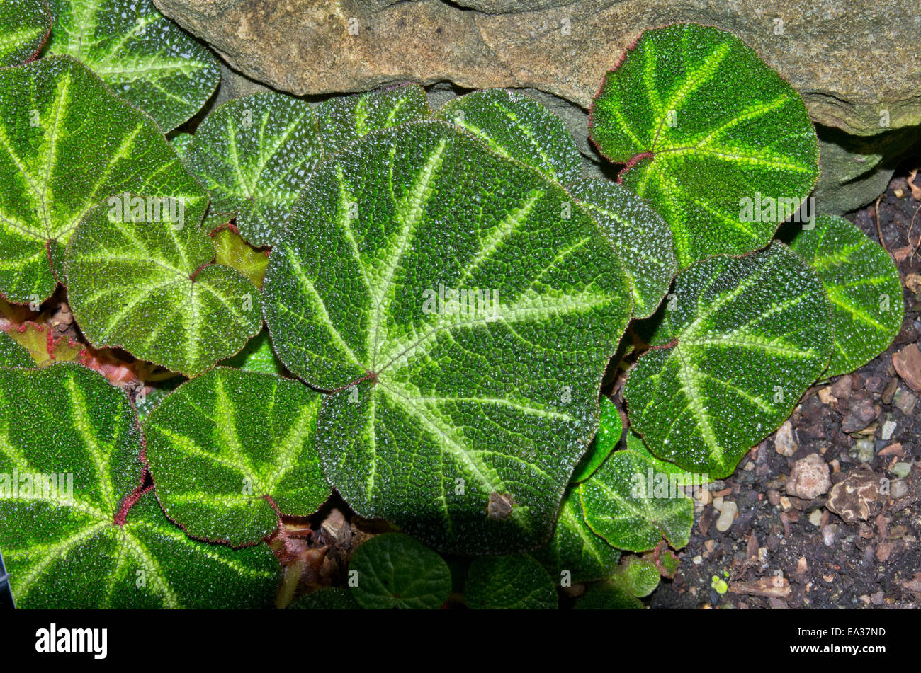 Begonia soli mutata leaves Stock Photo - Alamy