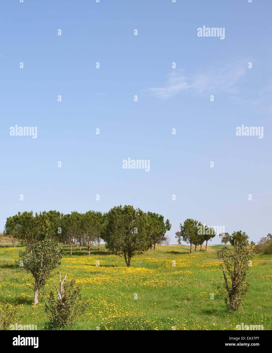 Spring in southern areas of Israel Stock Photo - Alamy