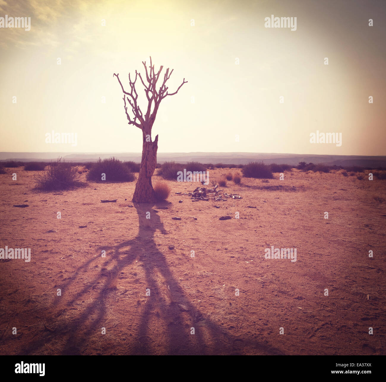 African tree hi-res stock photography and images - Alamy
