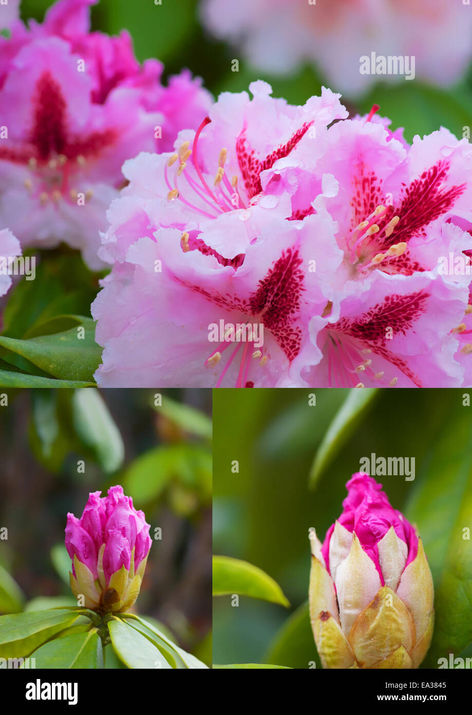 Spring collage hi-res stock photography and images - Alamy