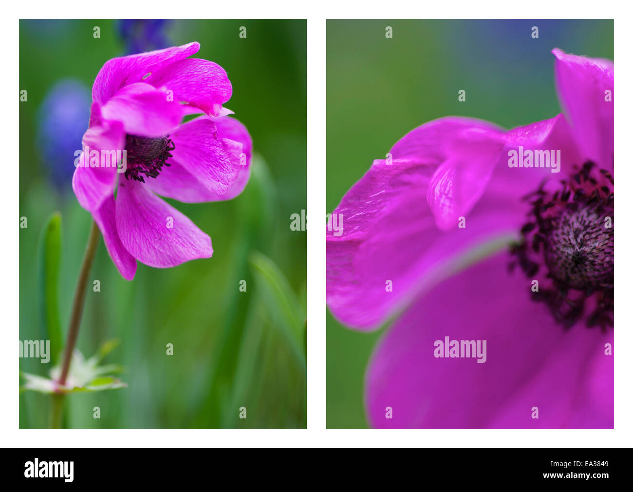 Poppy head Cut Out Stock Images & Pictures - Alamy
