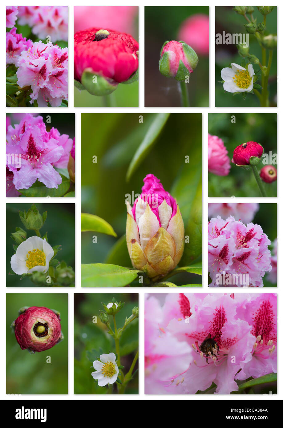 Spring collage hi-res stock photography and images - Alamy