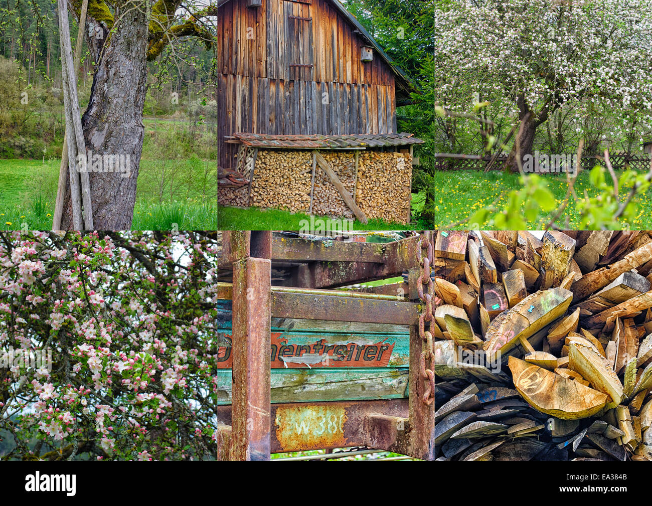 Collage with the forest hi-res stock photography and images - Alamy