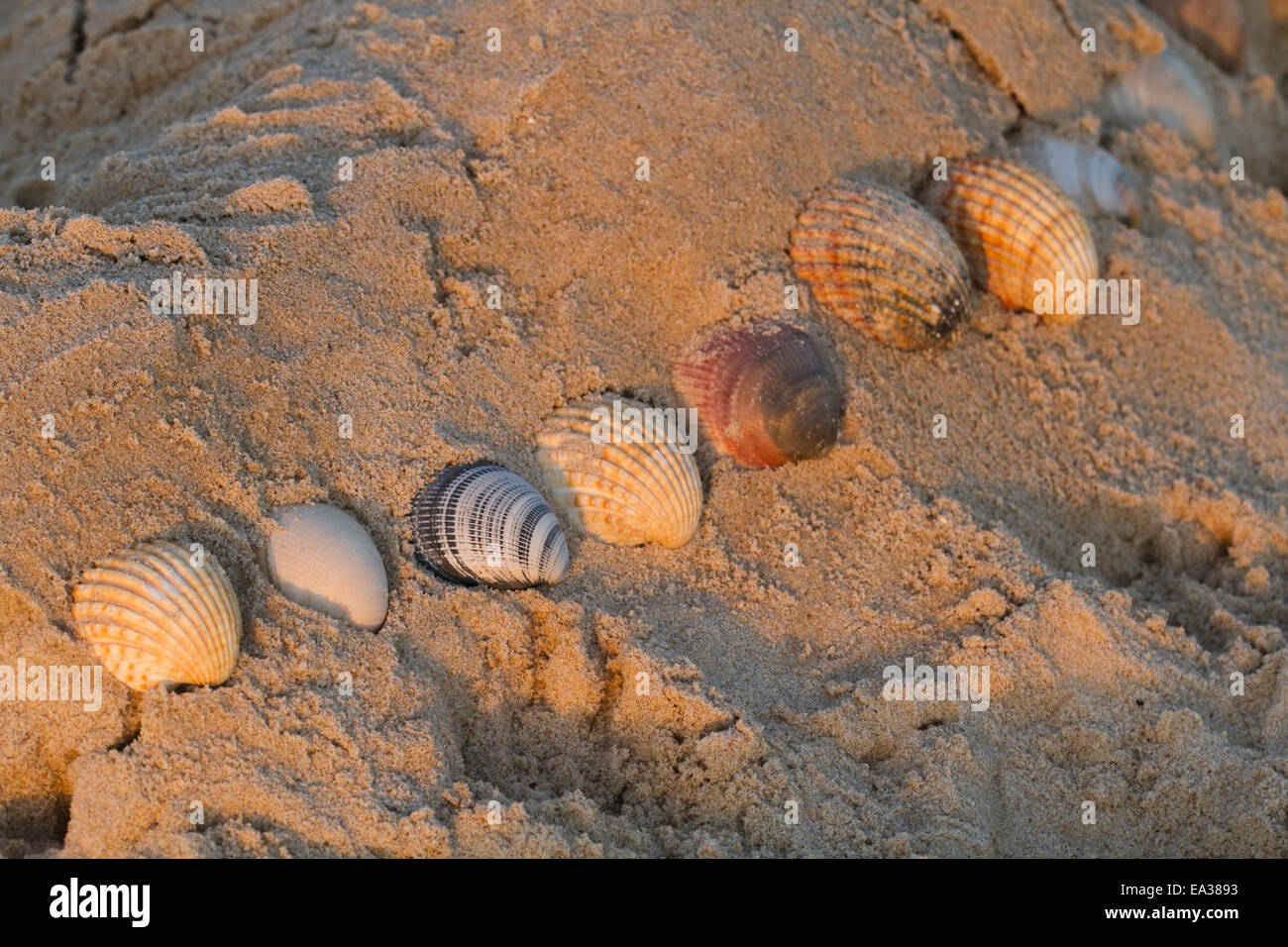 Shells on the beach evening sun Stock Photo - Alamy