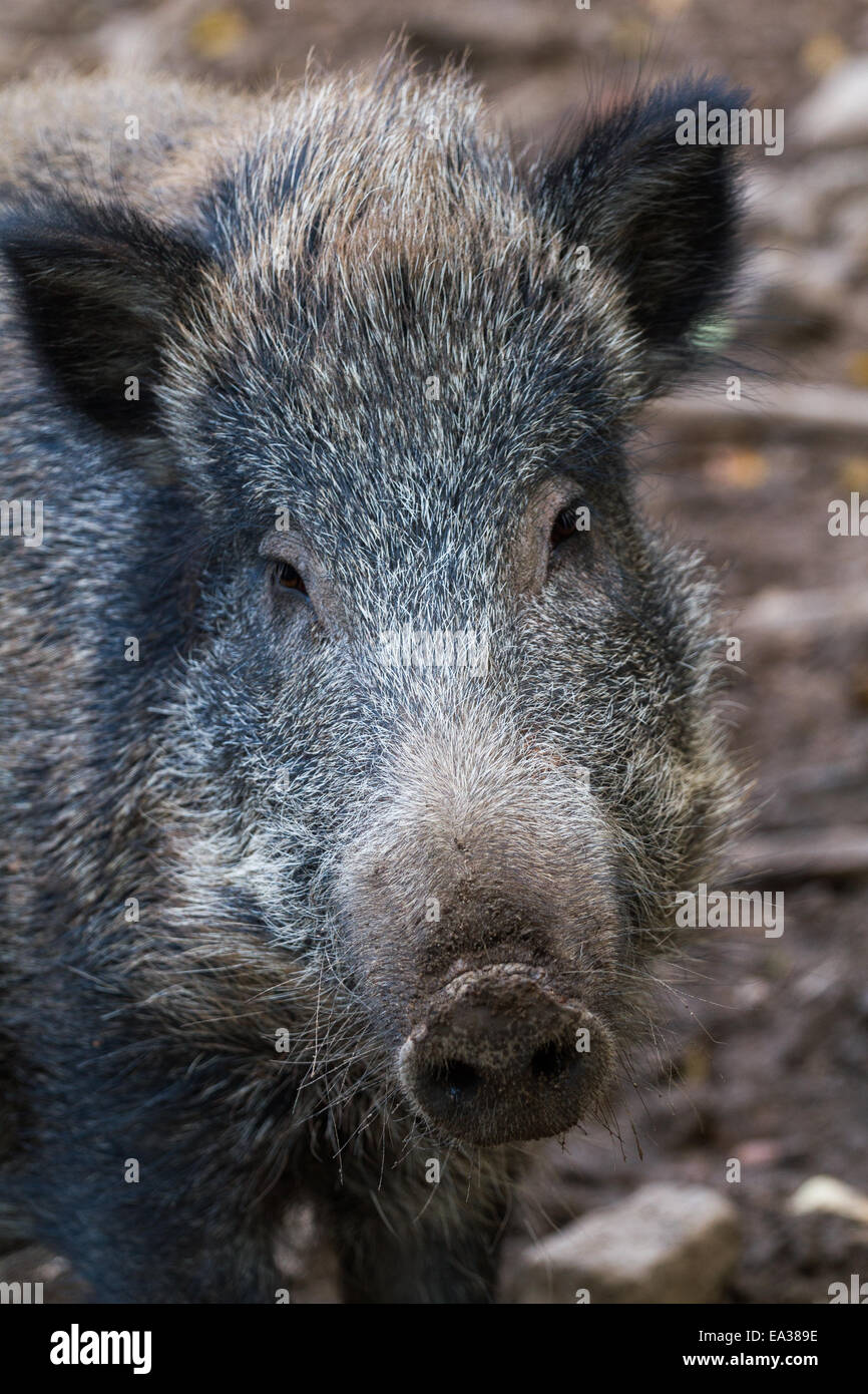 Boar close up Stock Photo - Alamy