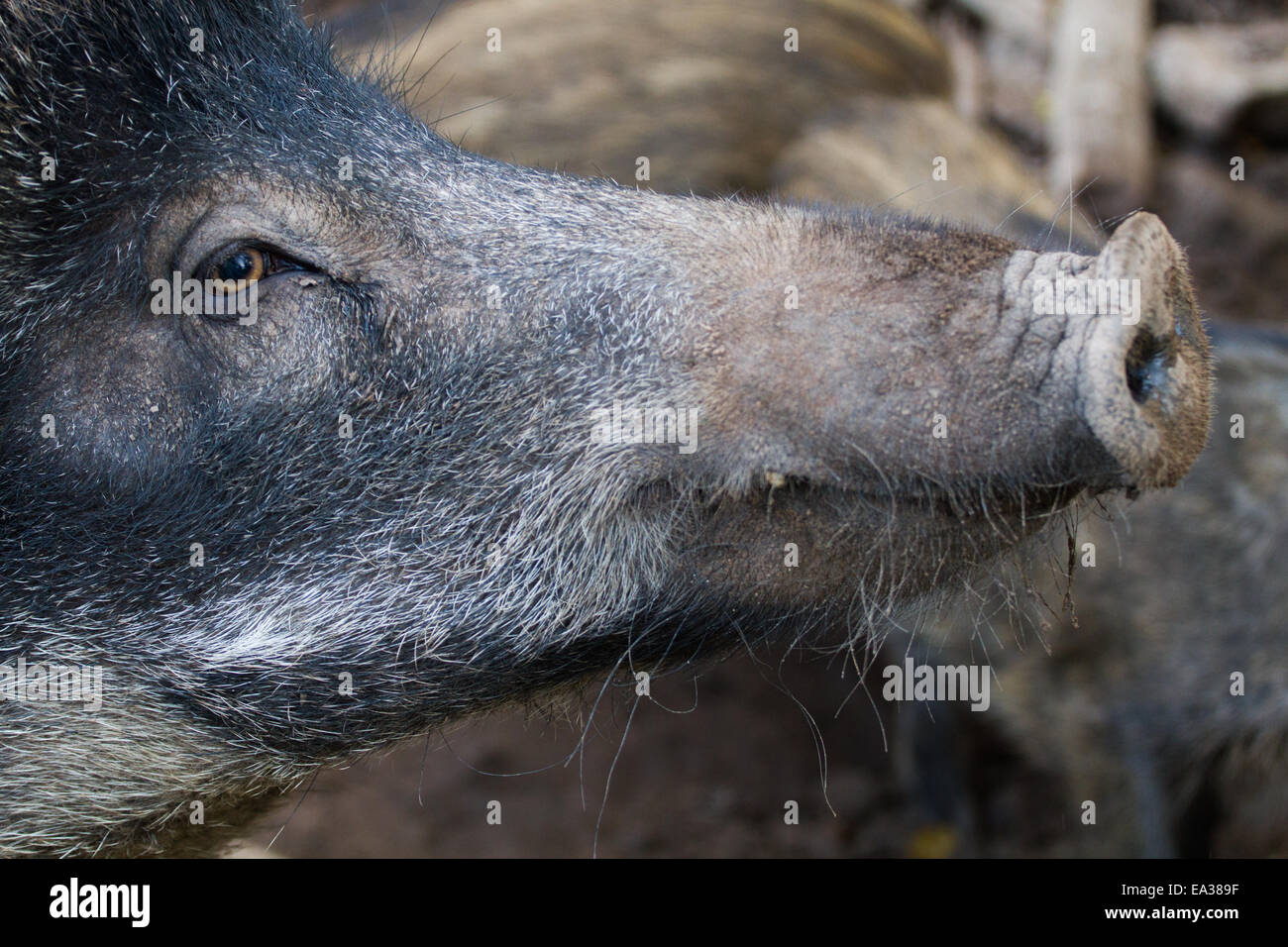 Boar close up Stock Photo - Alamy
