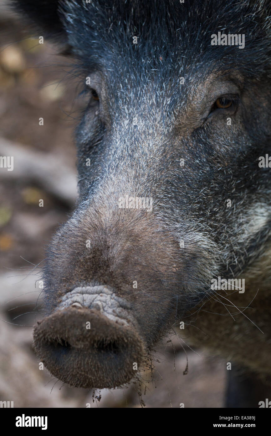 Boar close up Stock Photo - Alamy