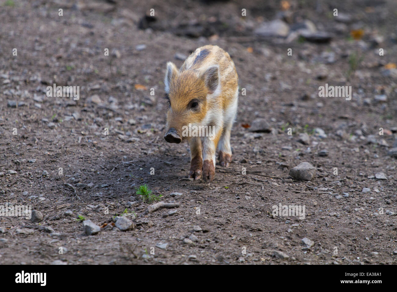 One young boar pig Stock Photo - Alamy