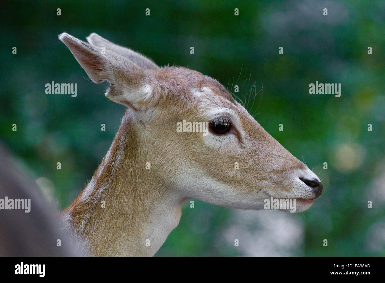 Female deer close up Stock Photo - Alamy