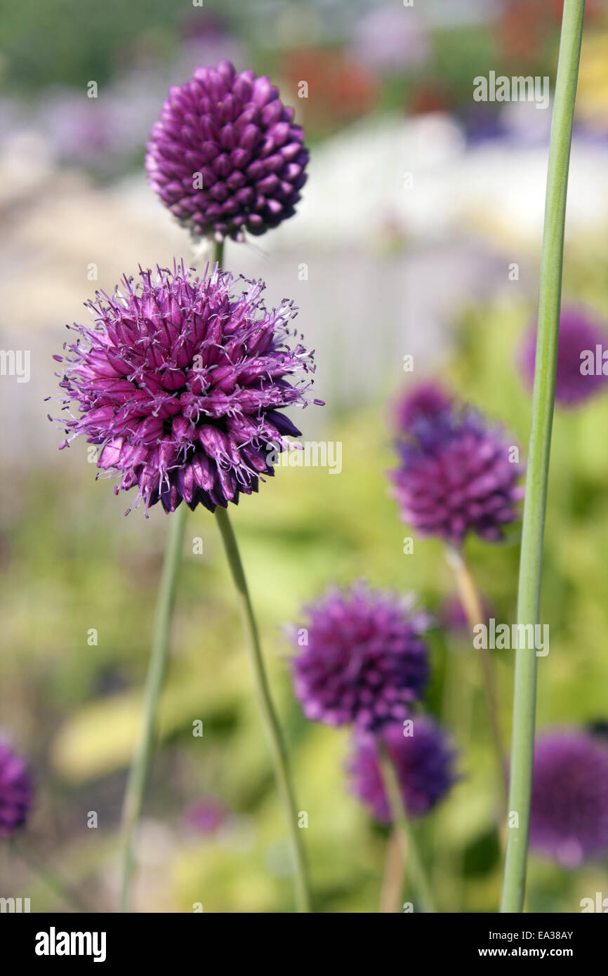 Allium sphaerocephalon bulbs hi-res stock photography and images - Alamy