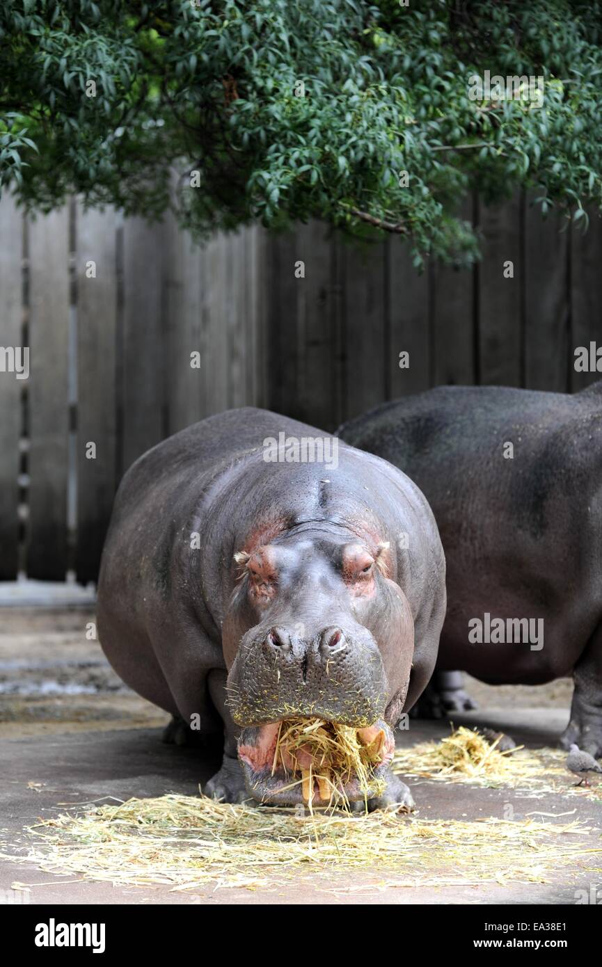 Hippo calf rest hi-res stock photography and images - Alamy