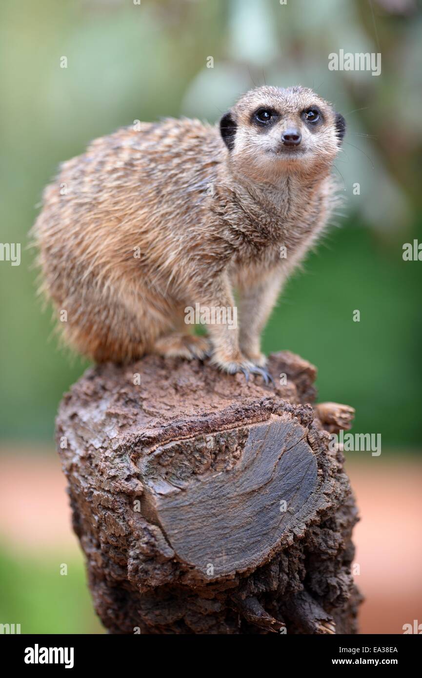 Adult Male Meerkat High Resolution Stock Photography and Images - Alamy