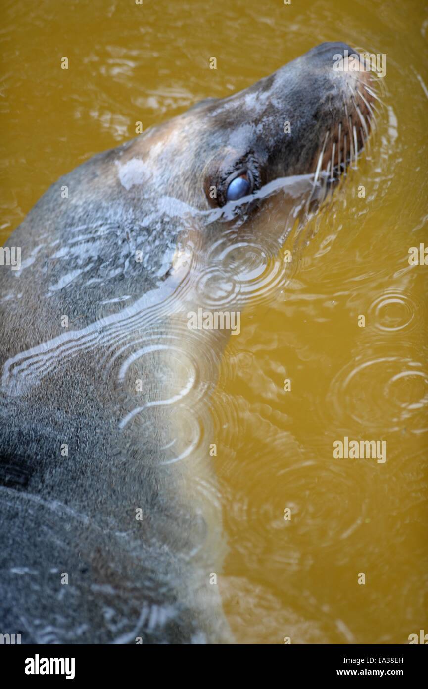 Big seal family hi-res stock photography and images - Alamy