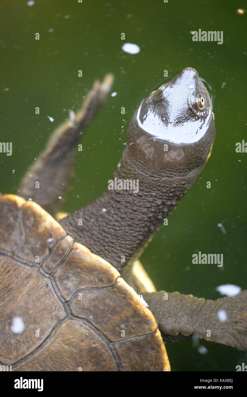 Short Neck Turtle Stock Photo - Alamy