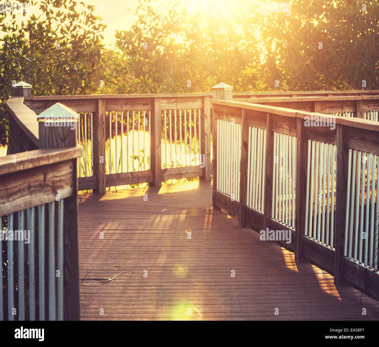 Boardwalk in swamp Stock Photo - Alamy