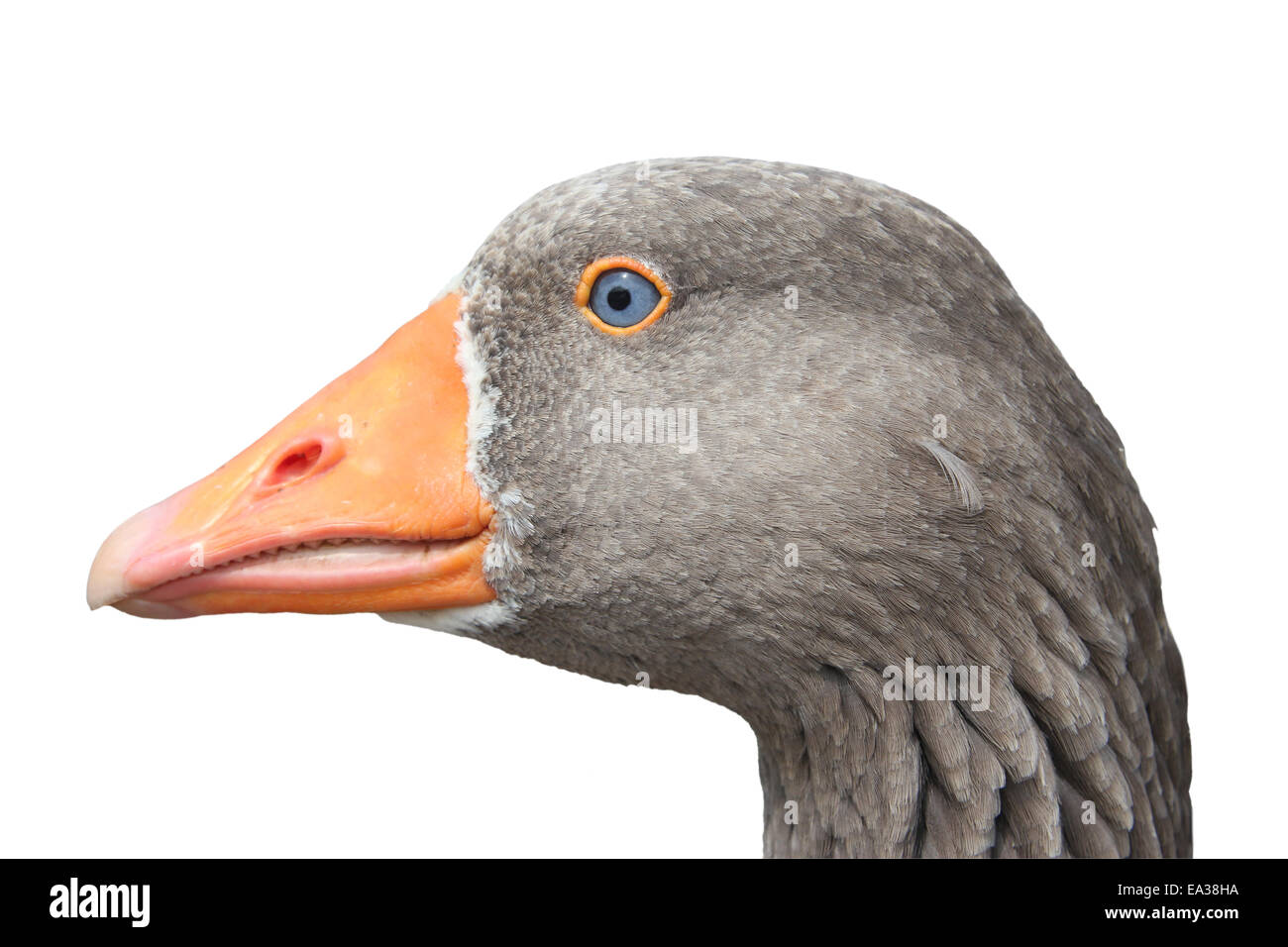 Close up of a goose hi-res stock photography and images - Alamy