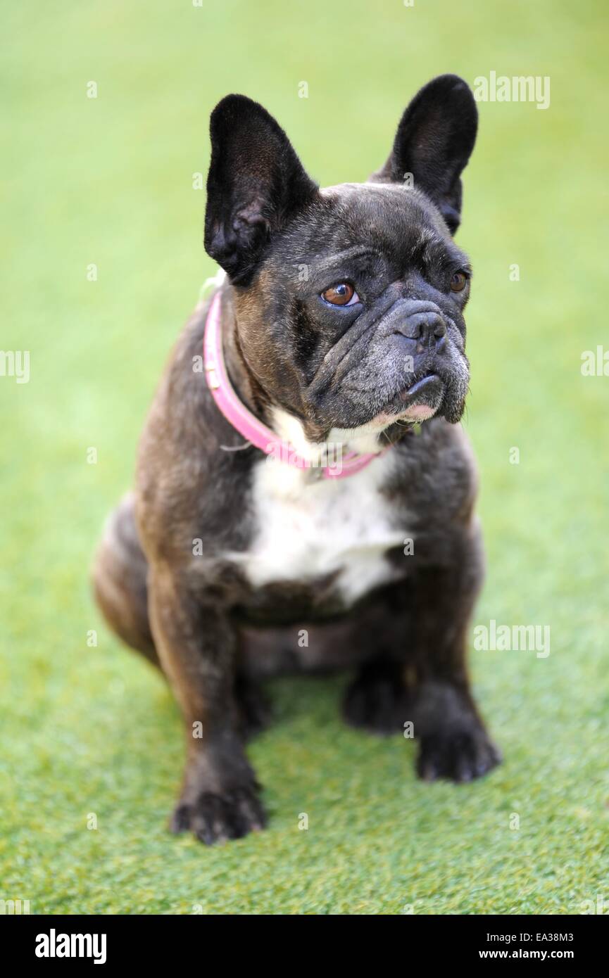 Close up french bulldog breed hi-res stock photography and images - Alamy