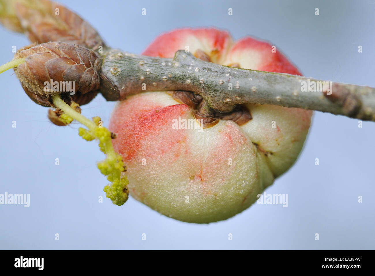 Damage by gall hi-res stock photography and images - Alamy
