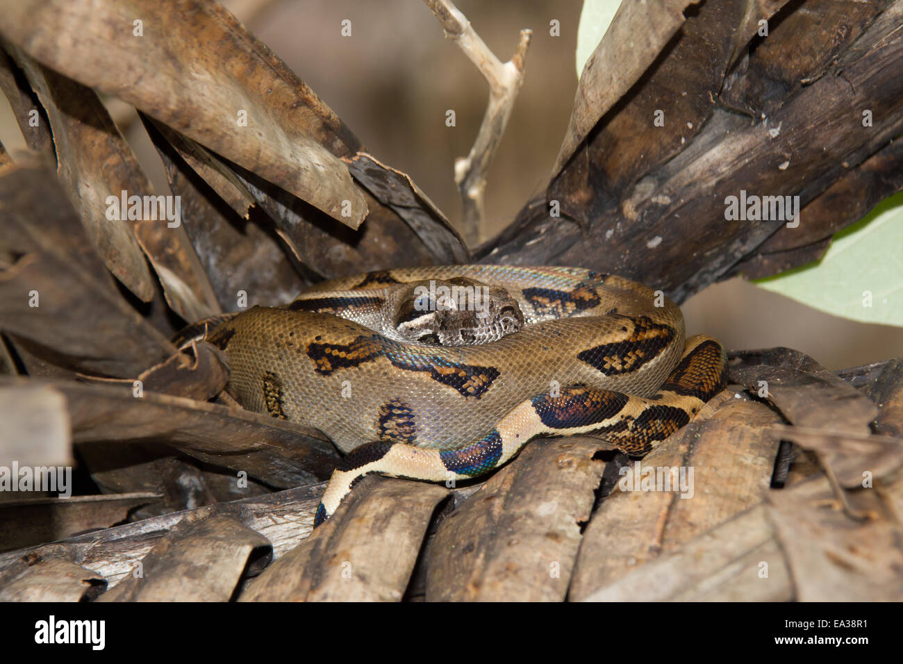 Boa constrictor hi-res stock photography and images - Alamy