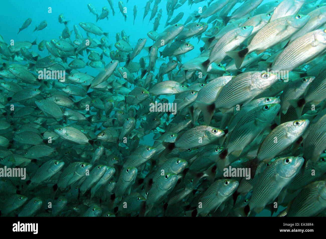 Spottail grunt hi-res stock photography and images - Alamy