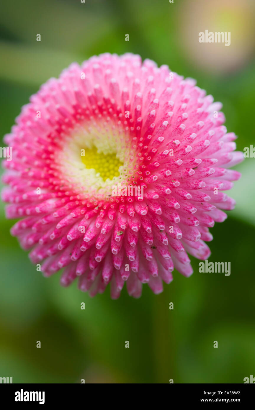 Roy spring hi-res stock photography and images - Alamy