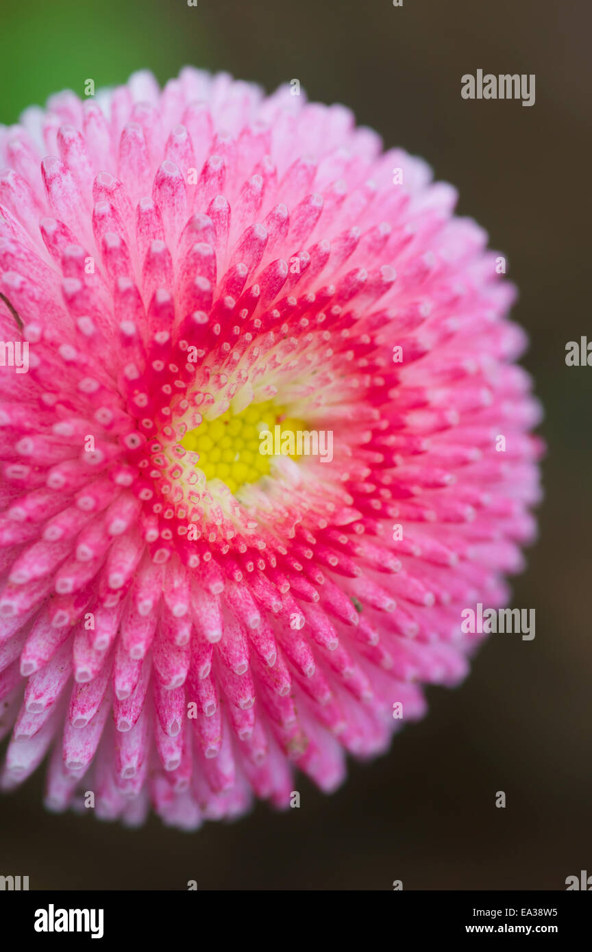 Roy spring hi-res stock photography and images - Alamy