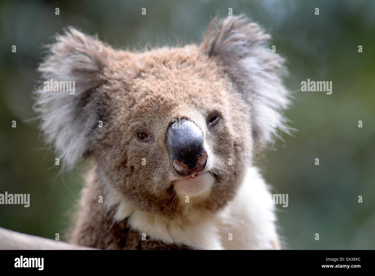 An Australian Koala in its natural habitat Stock Photo - Alamy