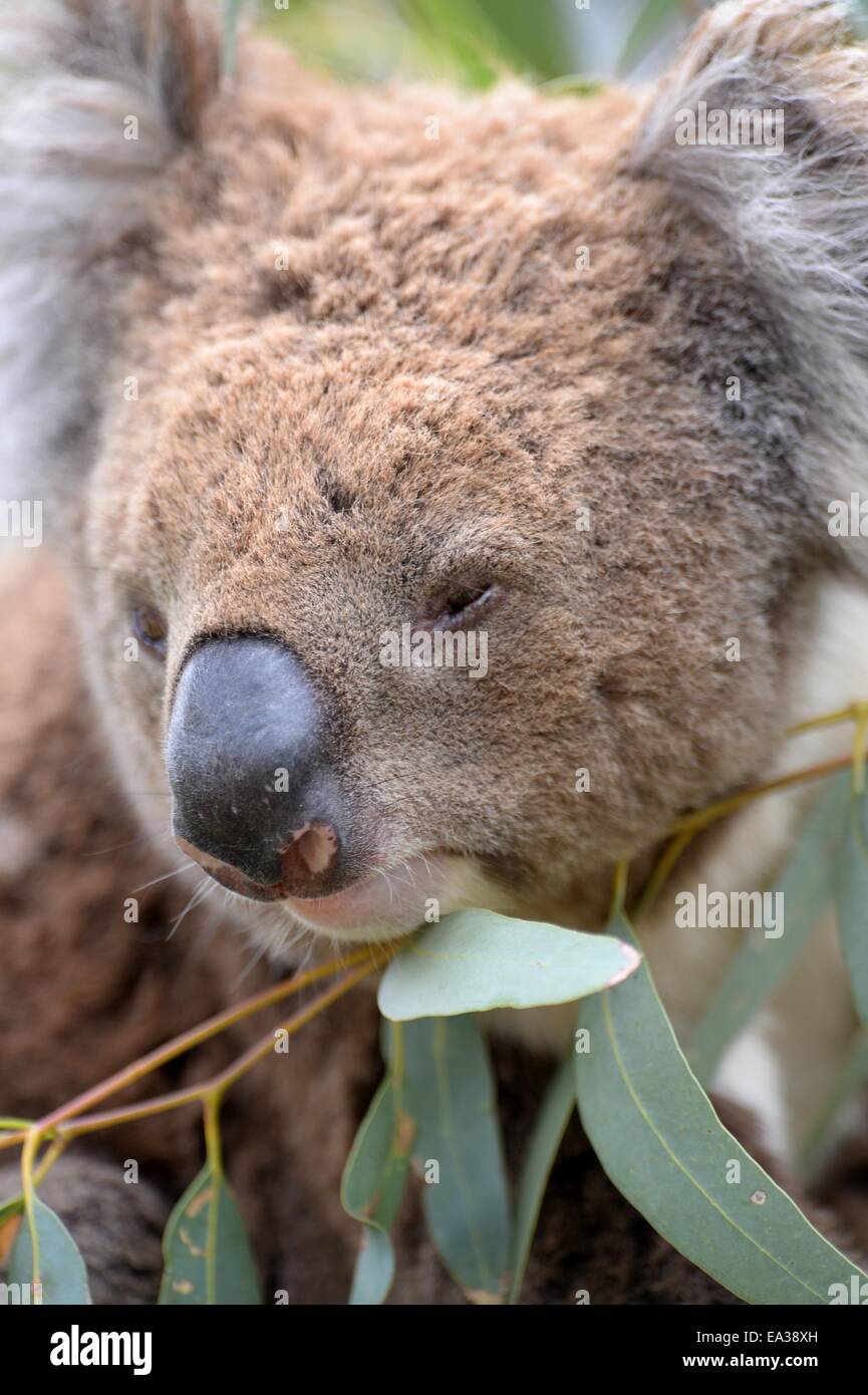 An Australian Koala in its natural habitat Stock Photo - Alamy