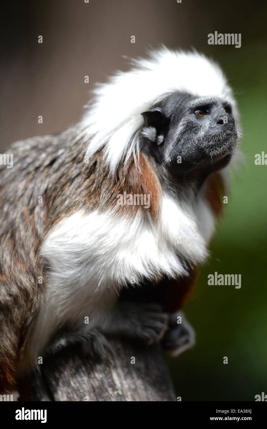Cotton Top Tamarin Stock Photo - Alamy