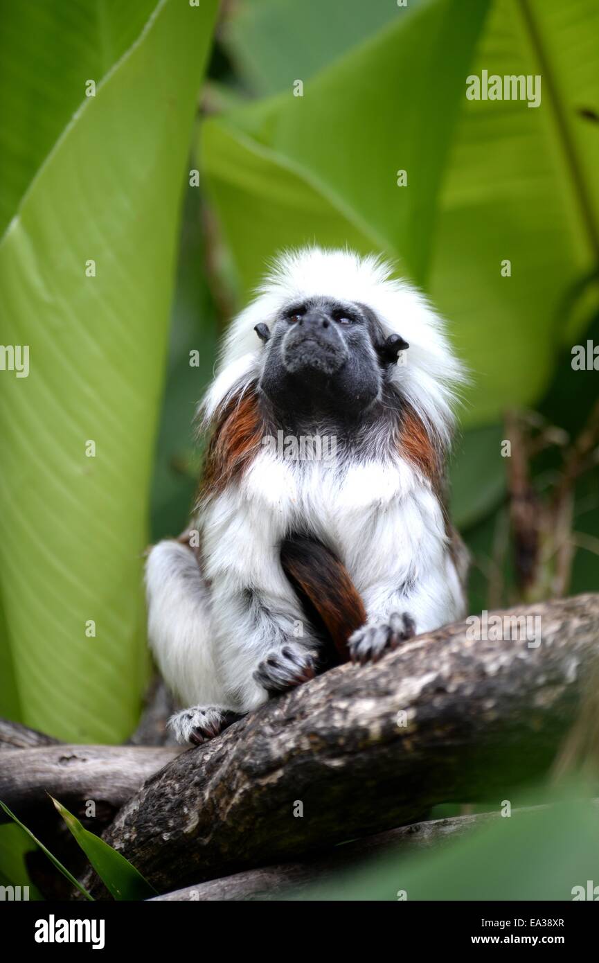Cotton Top Tamarin Stock Photo - Alamy