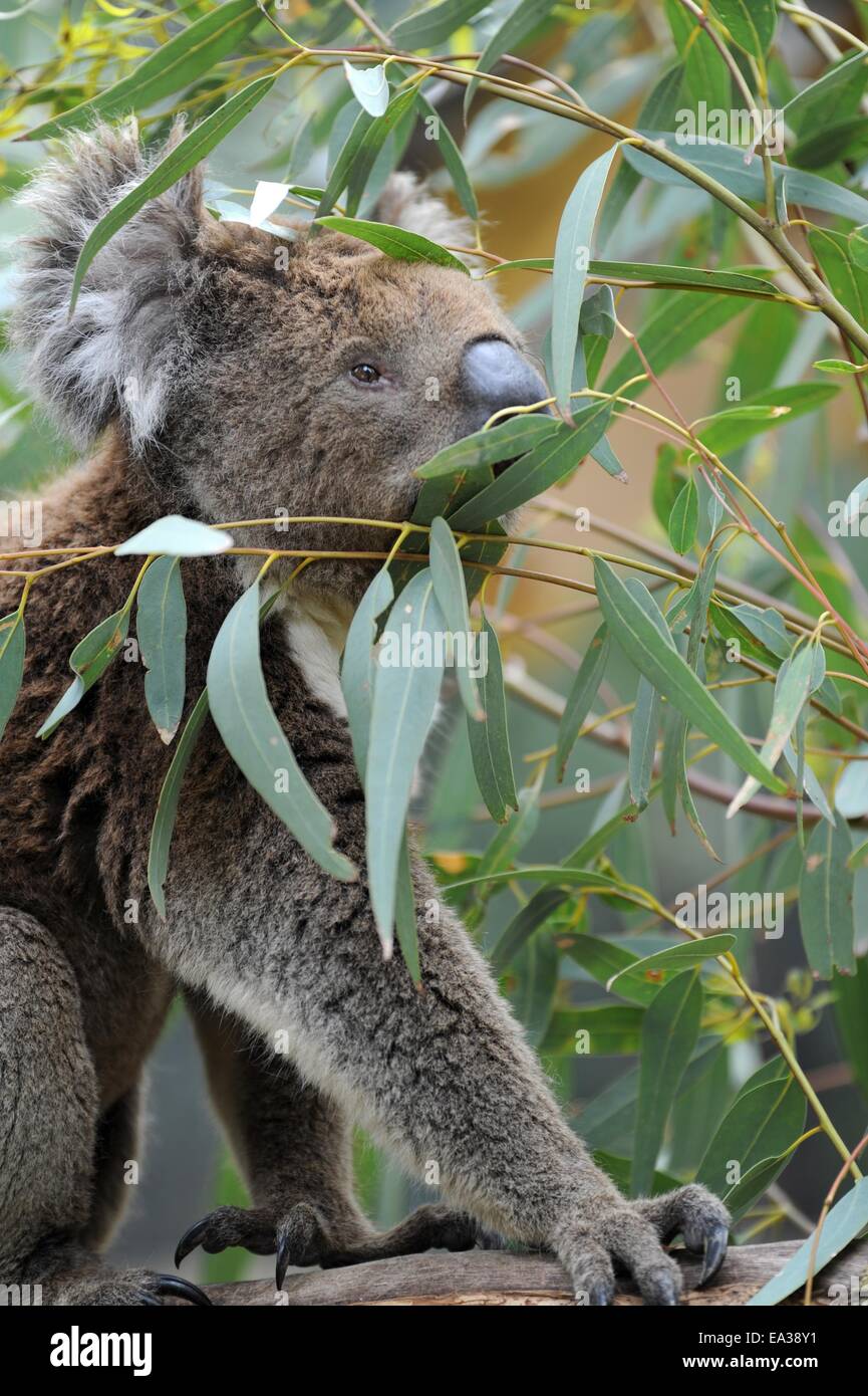 An Australian Koala in its natural habitat Stock Photo - Alamy